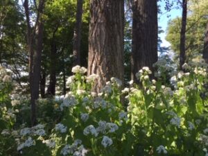 Lake Bluff Farms – Manistee, MI